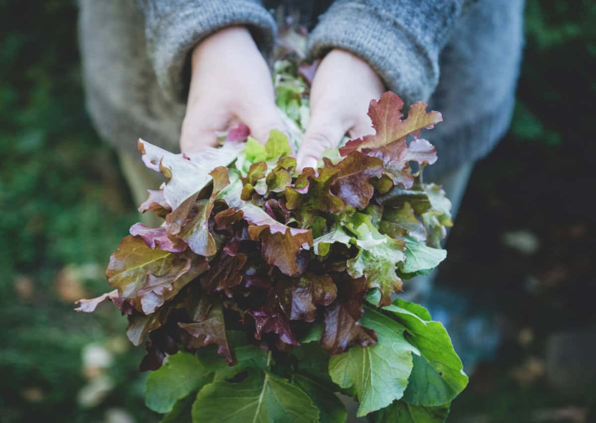 Wilted Lettuce Salad {Only 5 Ingredients + 5 Minutes}