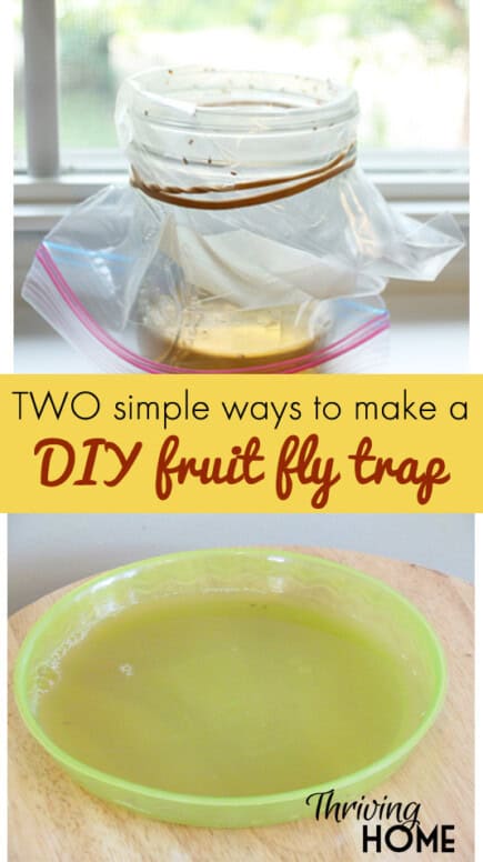 Easy DIY Fruit Fly Traps {Using Apple Cider Vinegar} - Thriving Home